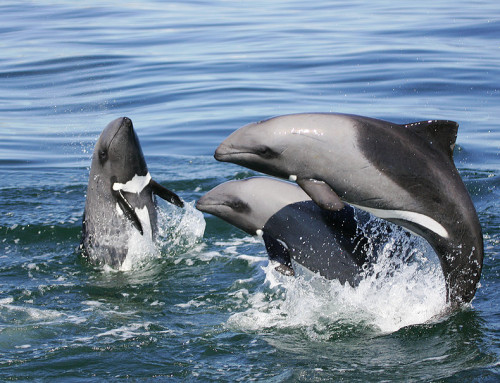 Tipos de delfines - Tipos